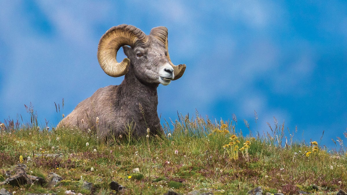 Where to See Wildlife in America's National Parks